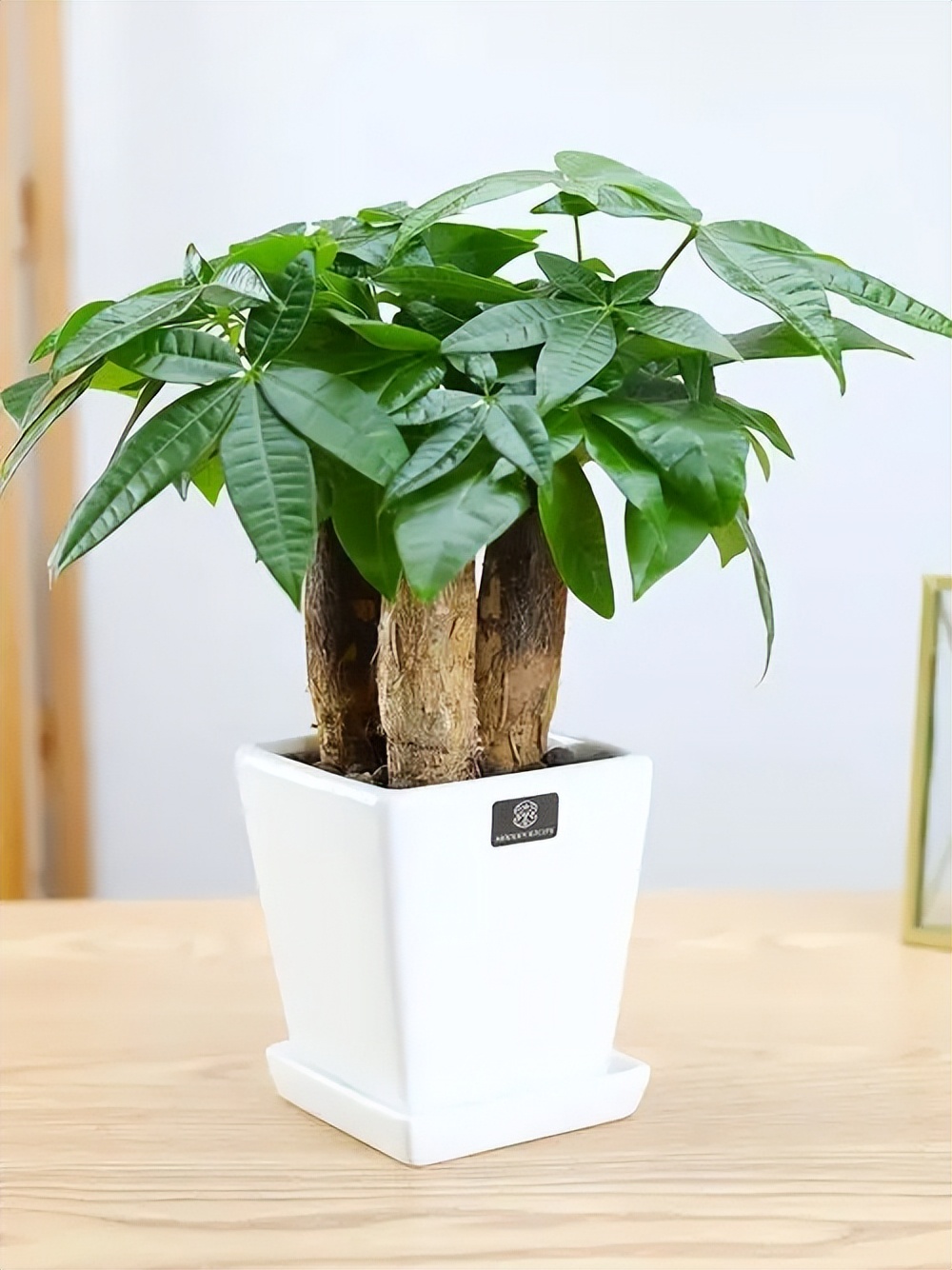 How to raise a fortune tree to be more prosperous remember these three ...