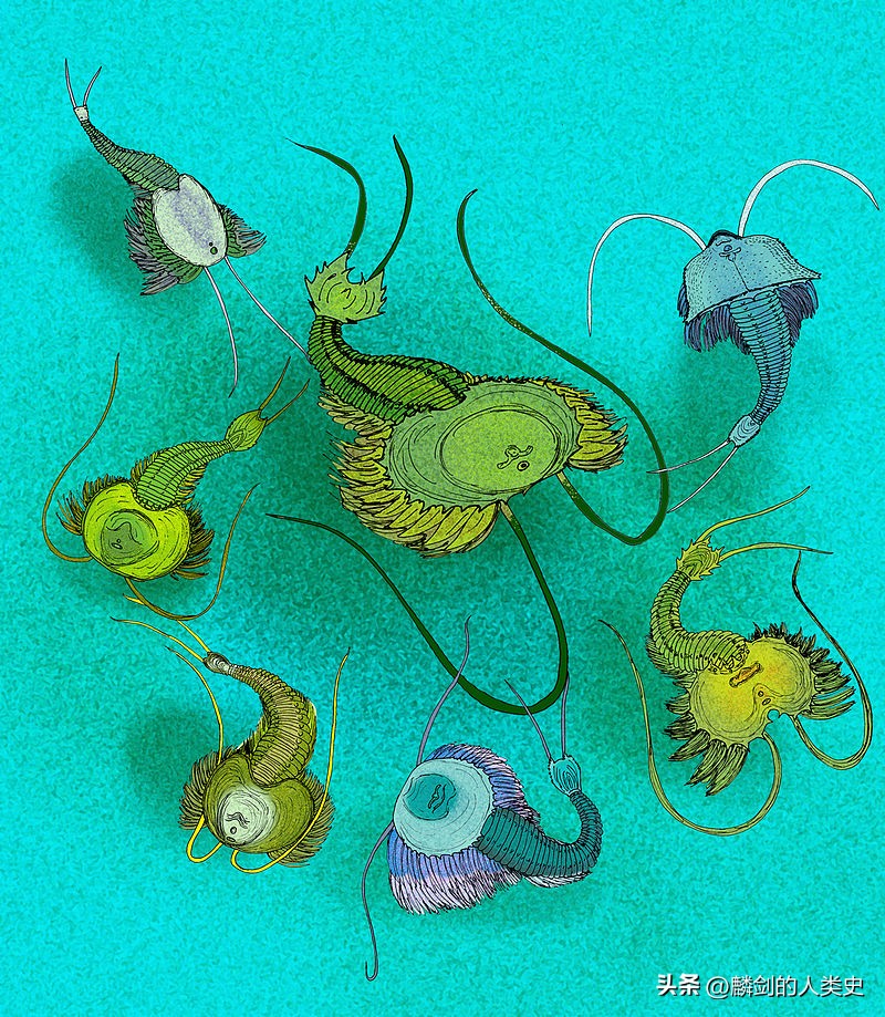 [The whole series of the animal kingdom] Branchopods - Phyllopoda - iNEWS