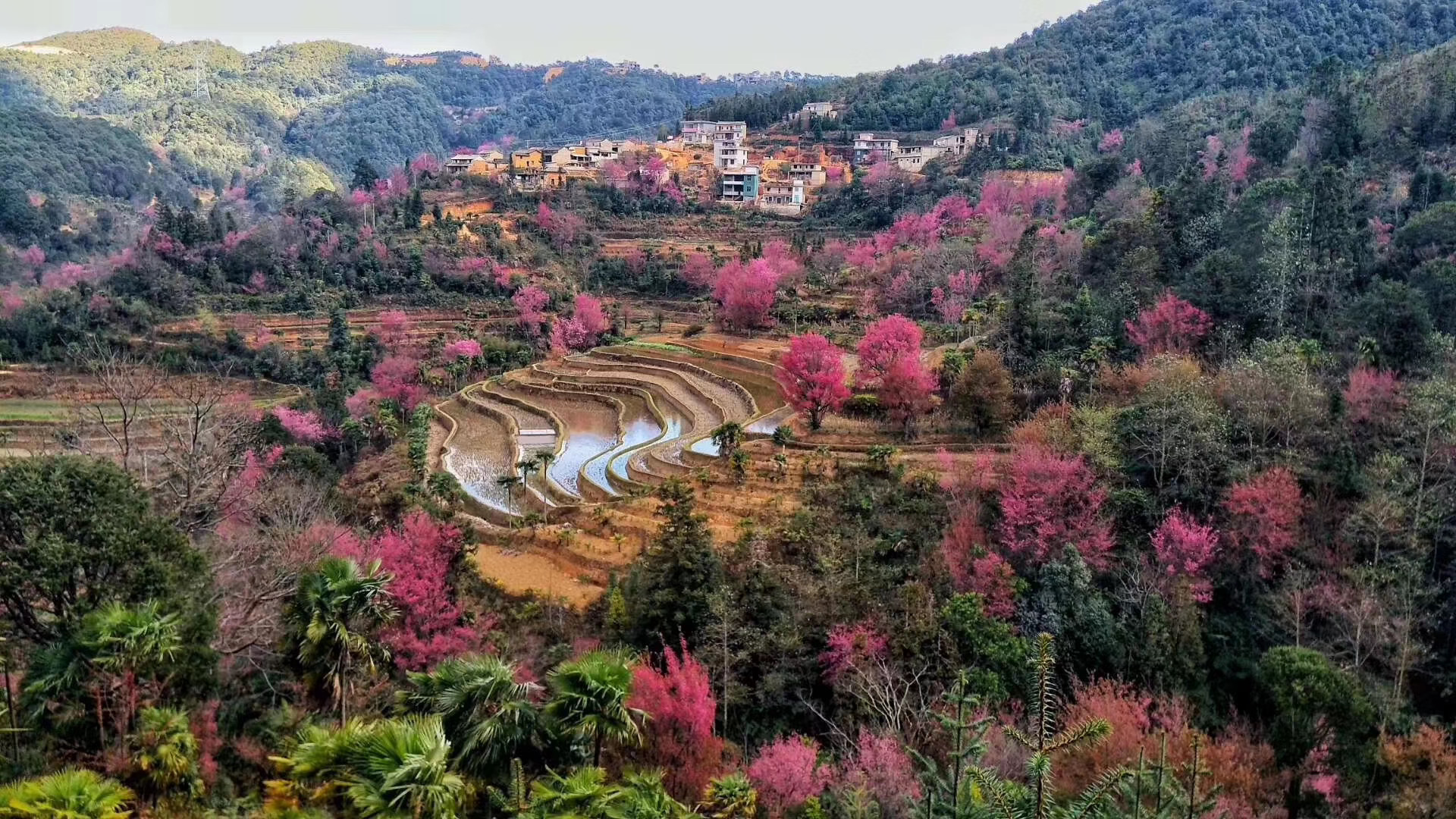 The terraced fields are picturesque in March, don't forget to go to ...