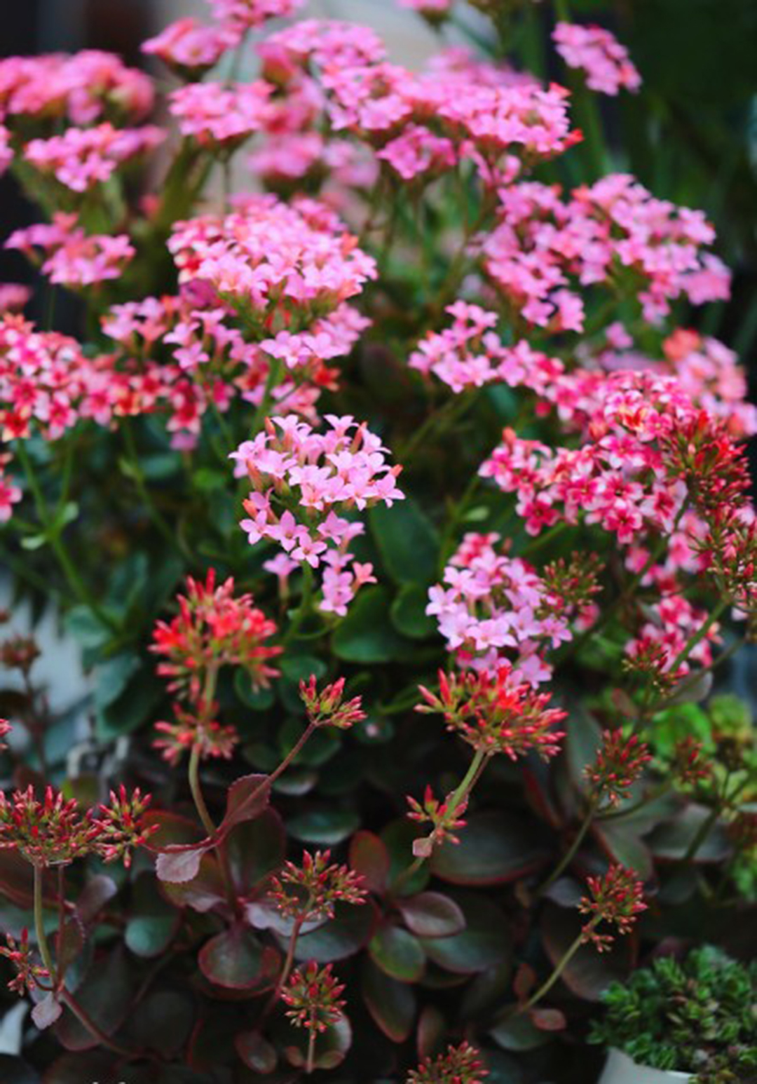 The leaves are yellow and dry, these two pots of longevity flowers are ...