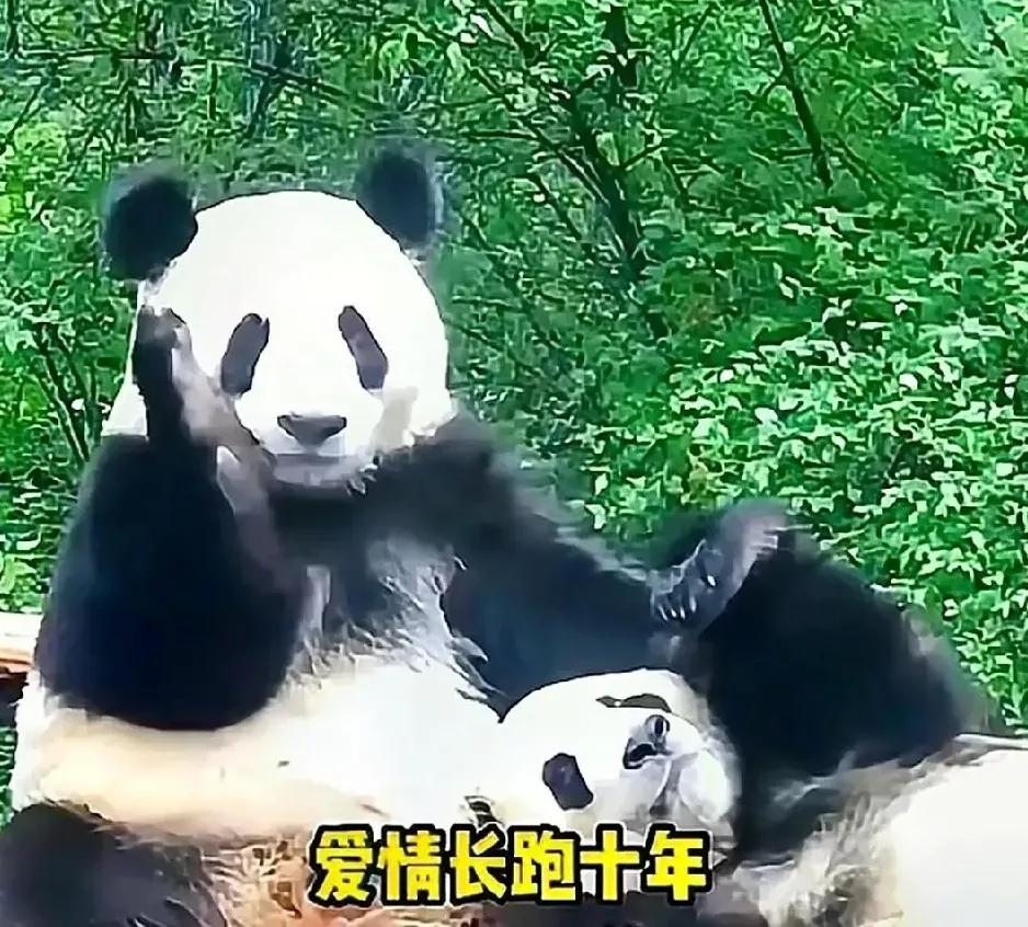 The infatuated giant panda "Xinxing" has been a widow for ten years ...