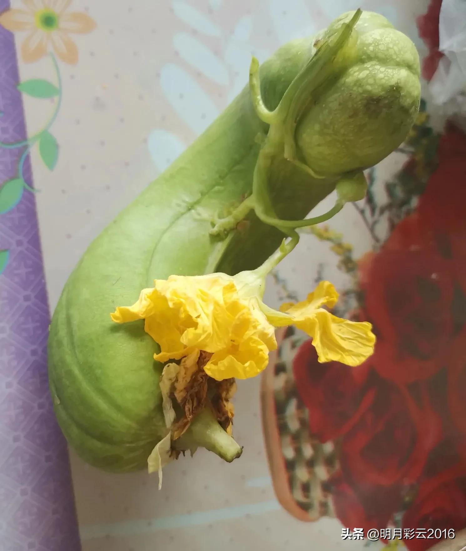 Summer is here, I have realized the freedom of loofah - iNEWS