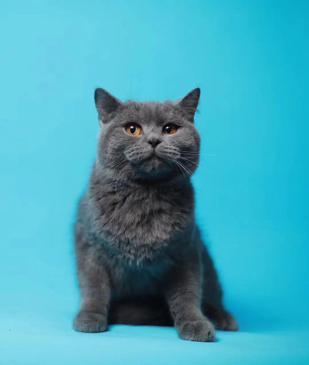 "Fat Blue" is obviously very cute, but there are fewer and fewer people ...