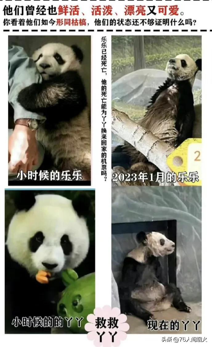 In South Korea, Fubao was spoiled as a princess, and the panda Lele in ...