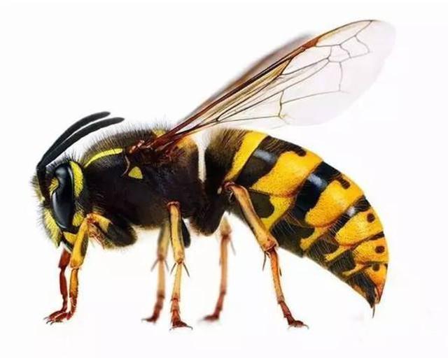 10 Most Dangerous and Poisonous Bees in the World - iNEWS