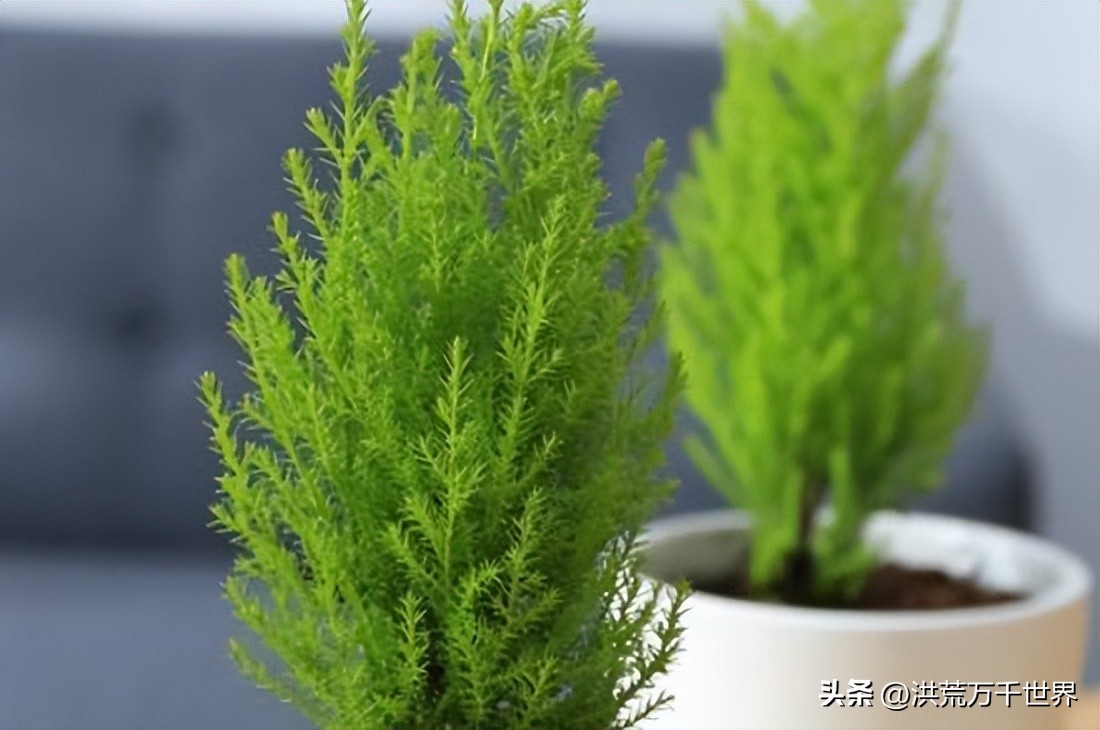 The flower language and meaning of fragrant pine - iNEWS