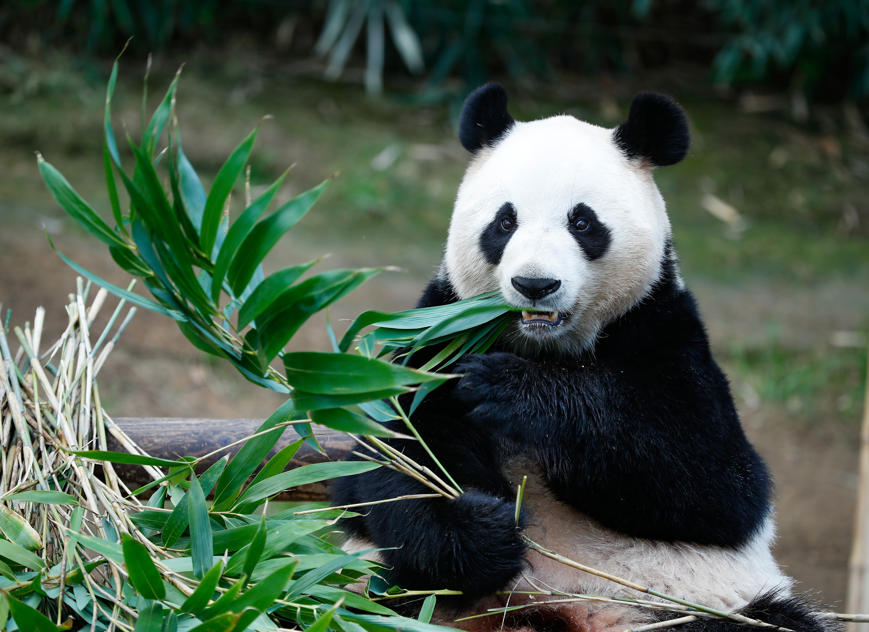 How exciting is Lebao's bear life? The move before going to Korea made ...