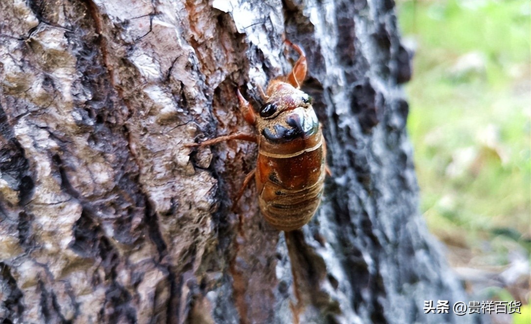 Does the cicada monkey come out of the soil after the beginning of ...