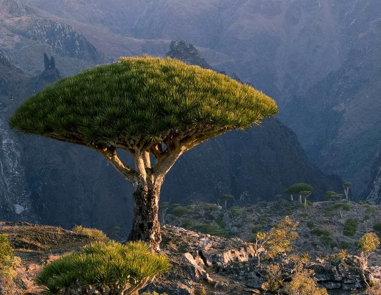 The 5 strangest trees in the world are thought to come from aliens ...