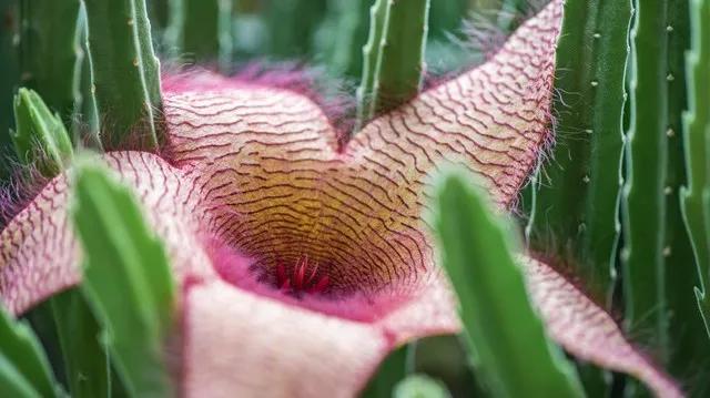 How much do you know about the appalling man-eating plants in the world ...