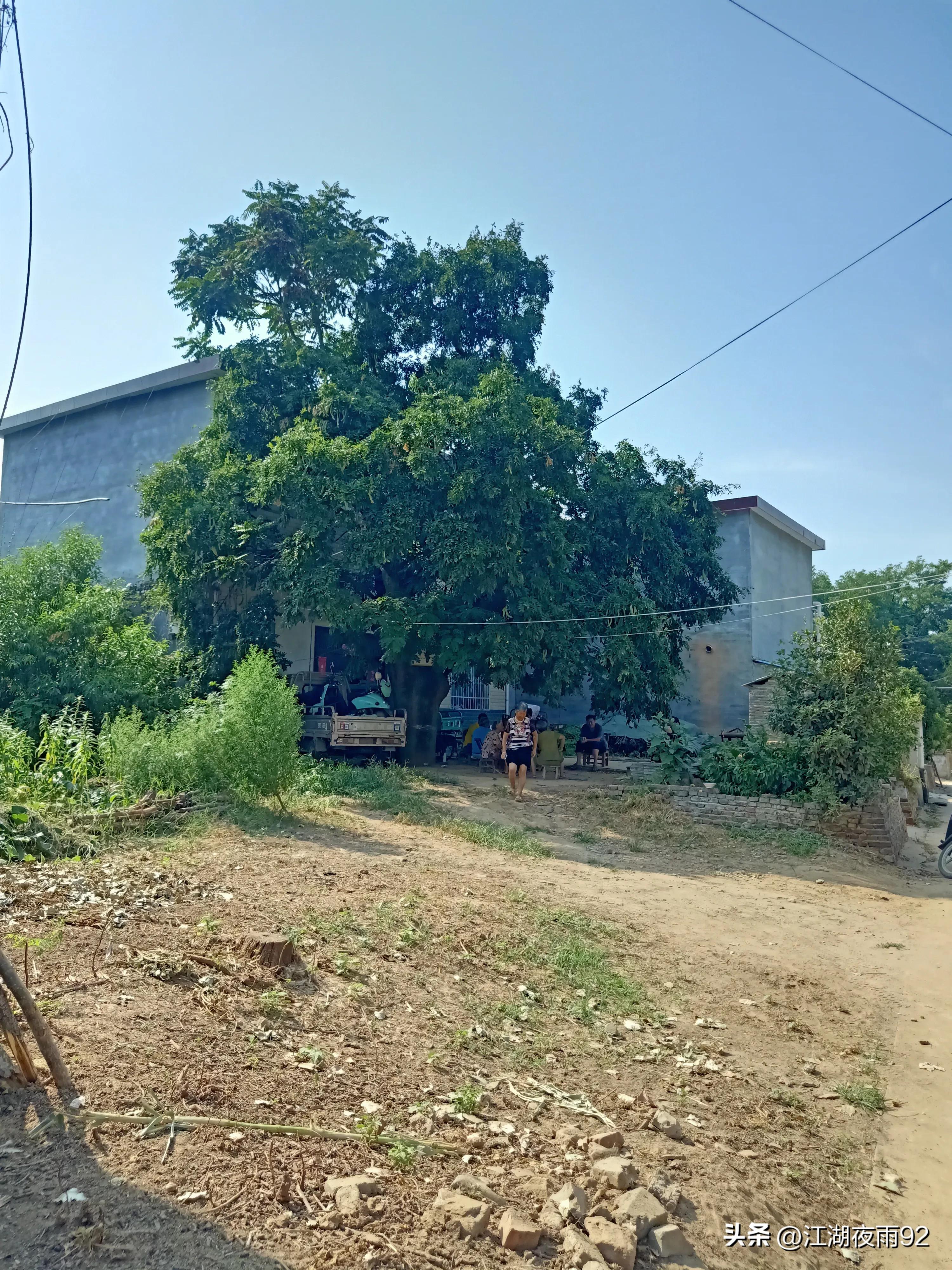 There is an acacia tree in Nanyang that is hundreds of years old, and ...