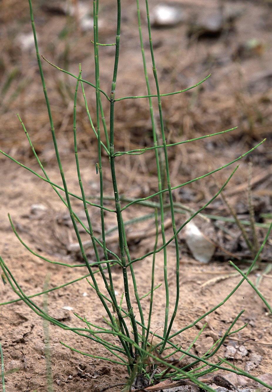 In the beginning of the school season, let's recognize the "pen" of the ...