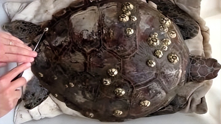 Sea turtles ask humans to remove barnacles all over their bodies ...