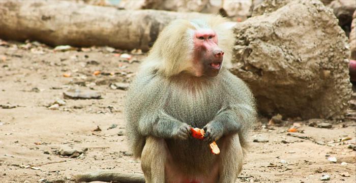 Monkeys flirt with people, they flirt with those who wear skirts! It's ...