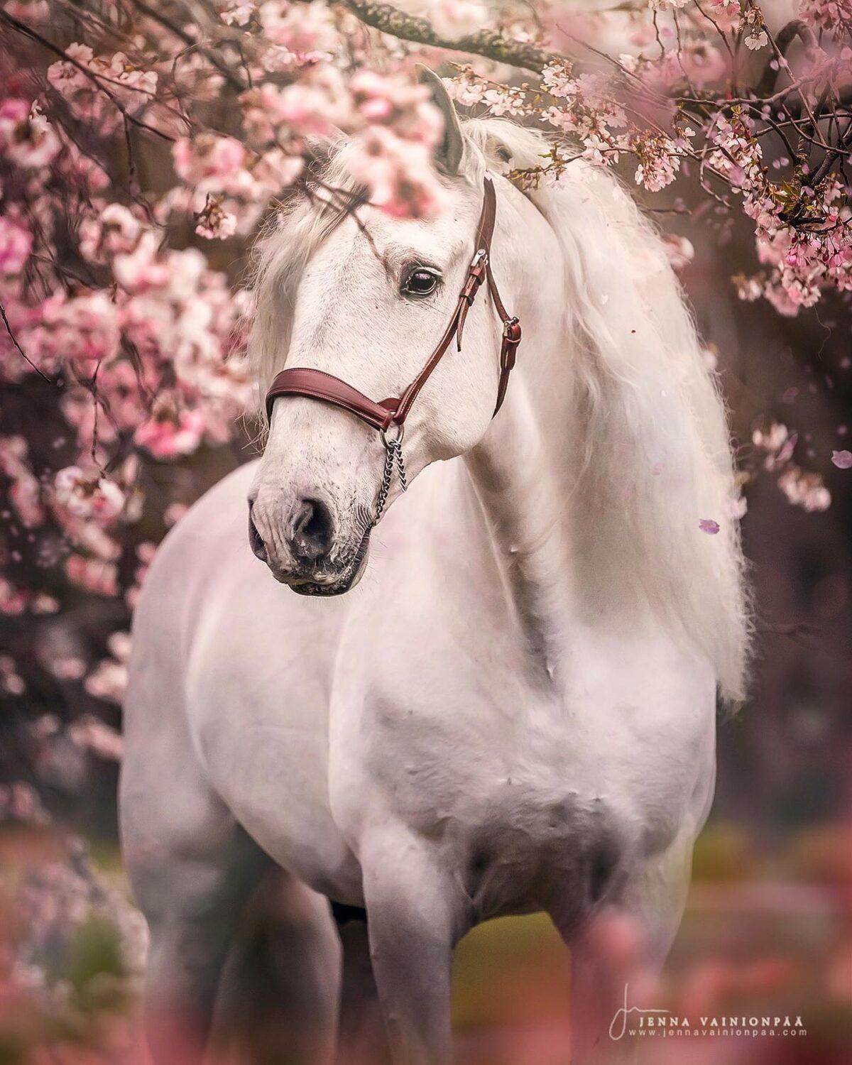 A fantastic combination of mighty horses and romantic cherry blossoms ...