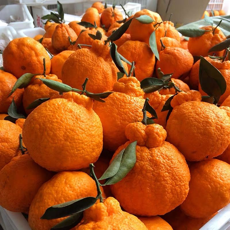 When buying ugly oranges, don't just pick the big ones, keep in mind 4 ...