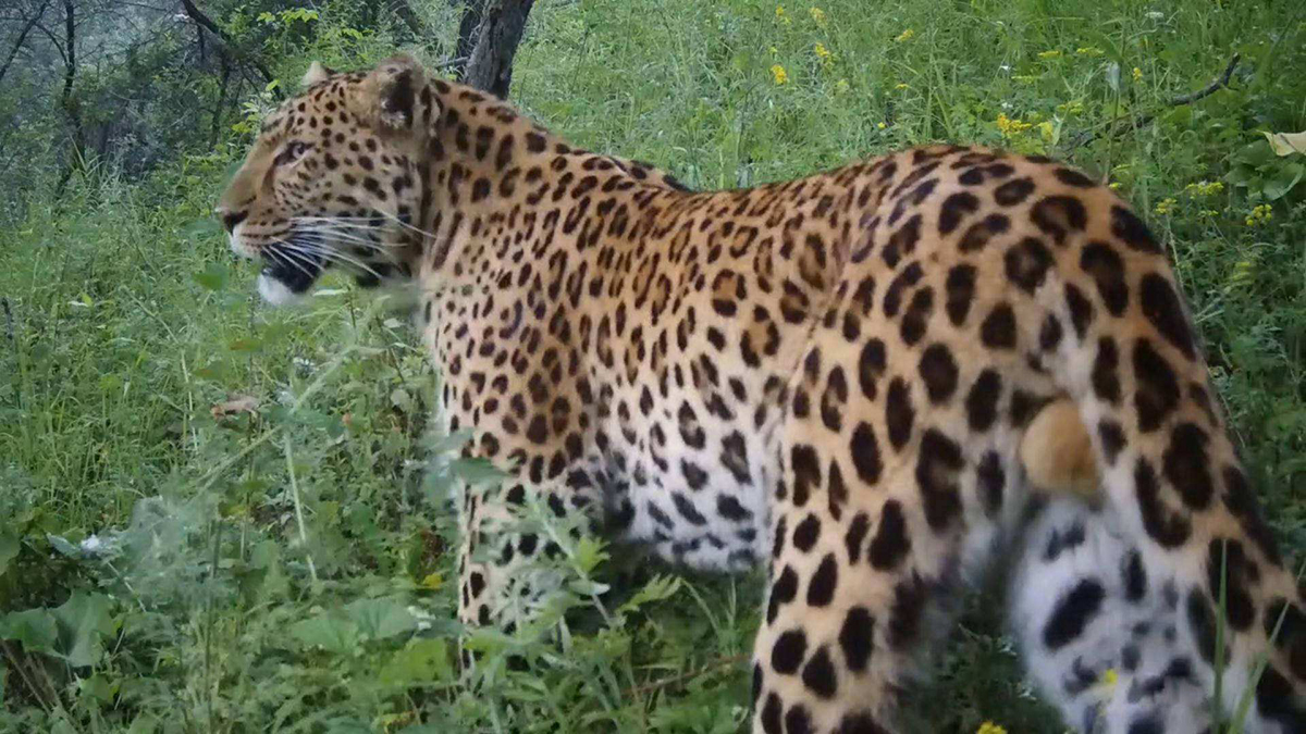 The North China leopard was found in Fenxi, Shanxi, with sharp canine ...