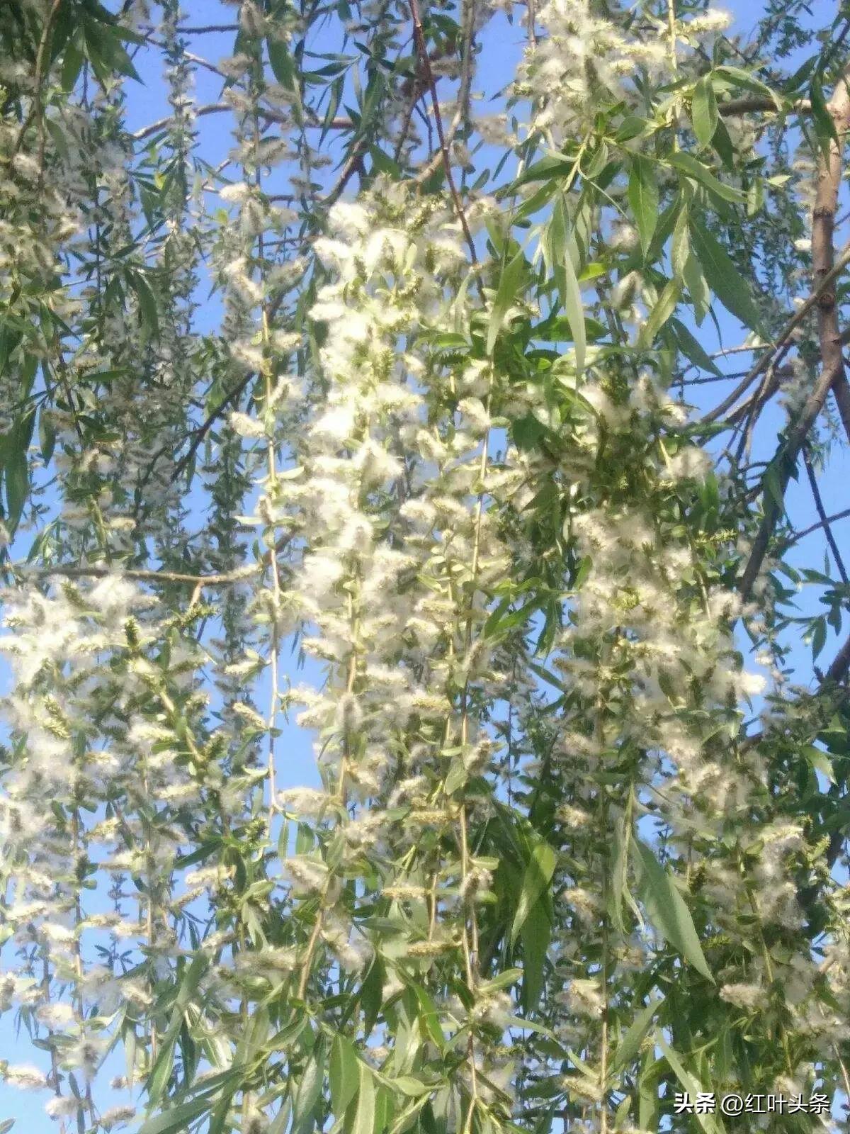 Fourteen Poems of Catkins - iMedia