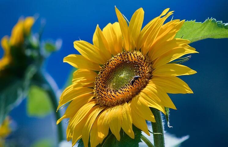 Mature personality, independent and self-reliant constellation, no ...