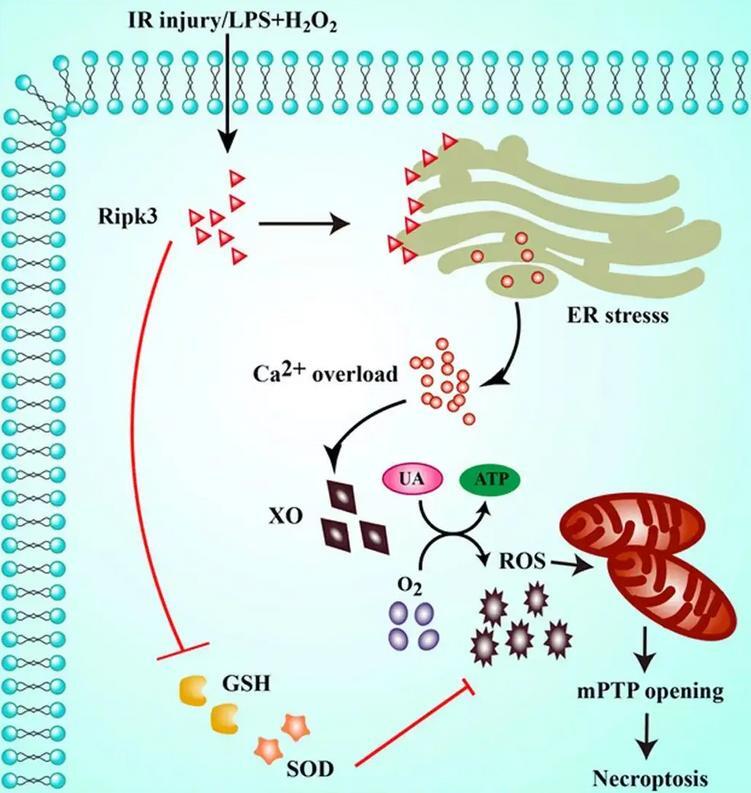 Moderate exercise causes endoplasmic reticulum stress, boosting our ...
