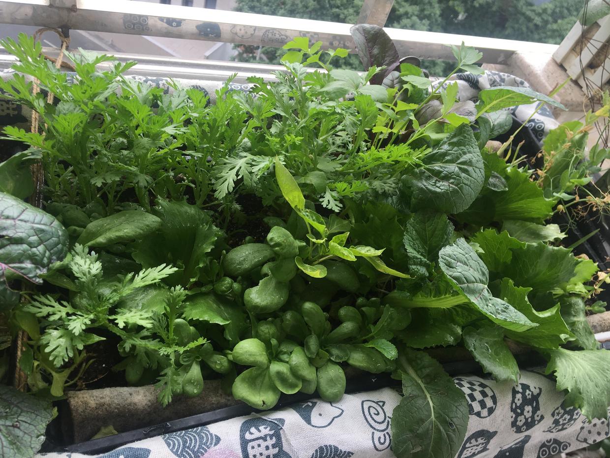 More rain to nourish the spleen, eat this small-leaf emperor vegetable ...