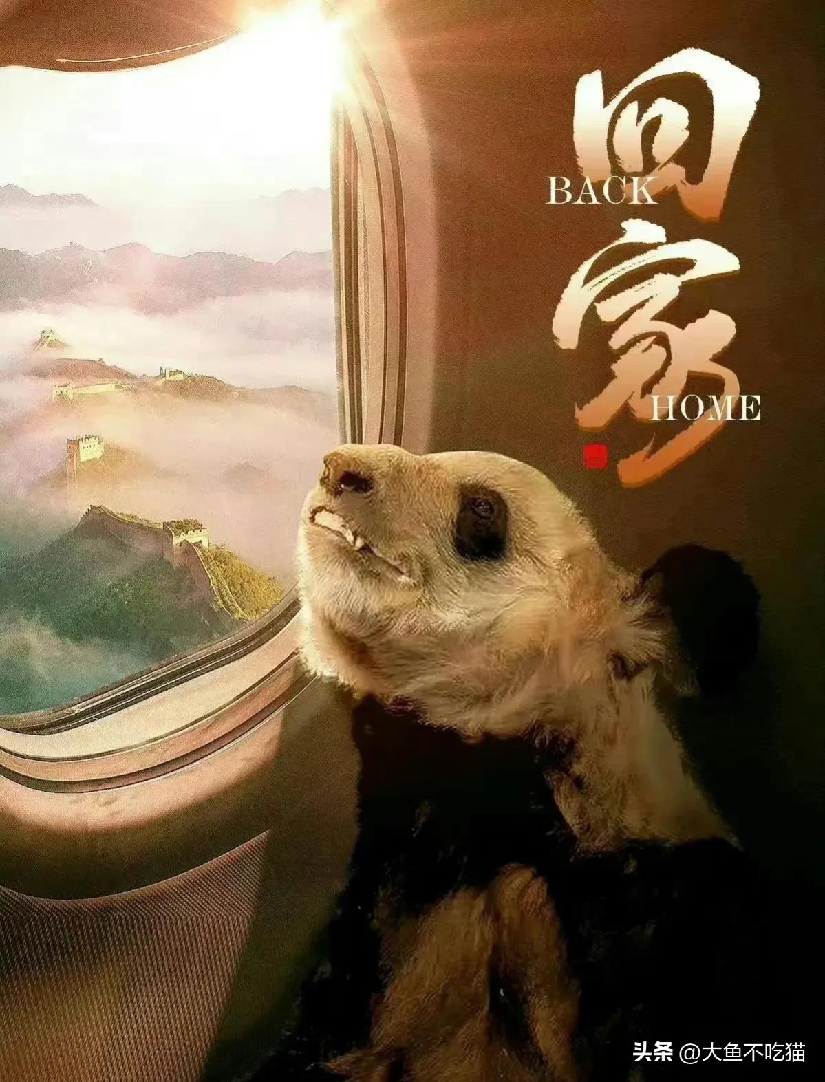 The big scene at Pudong Airport welcomed Yaya back to China, which made ...