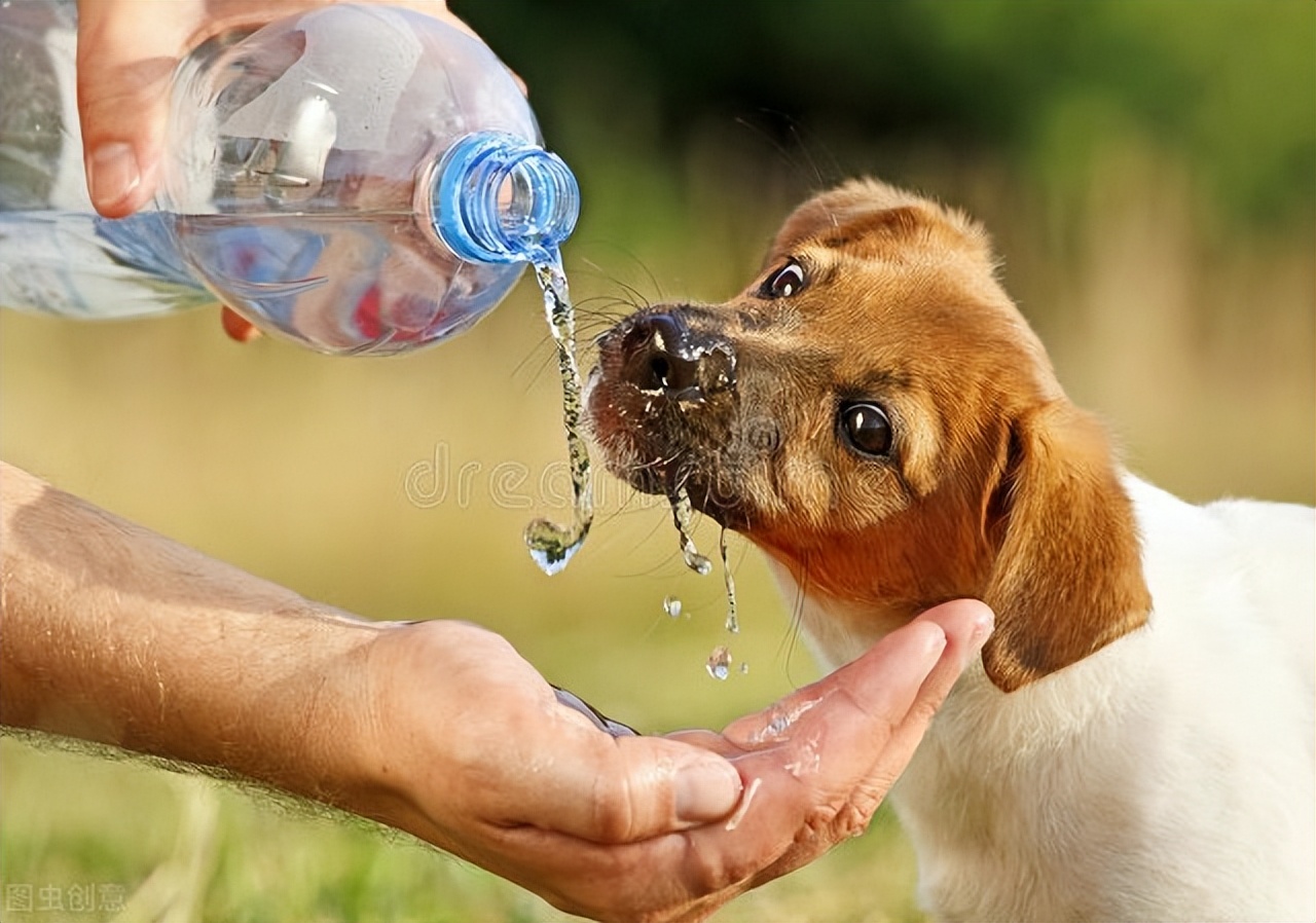 How to treat Teddy's chronic gastritis - iNEWS