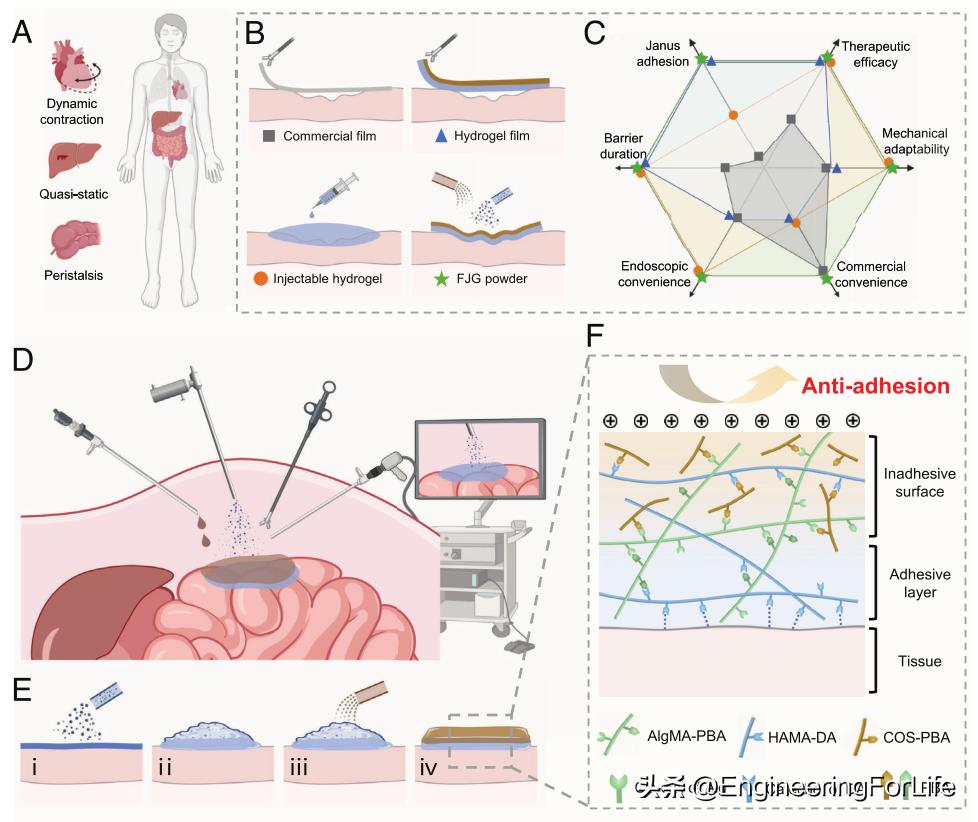 Featured! Summary of 10 Janus biogel literature from PNAS, AM, AFM, etc ...