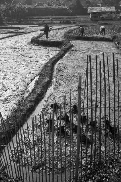 Dao Lang is destined to become a classic because his songs stand with ...