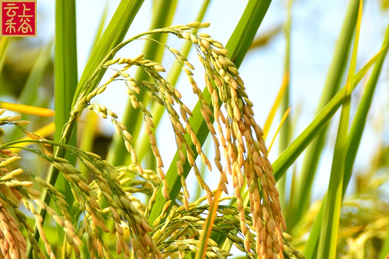 Yunshanghegu: What are the key points for a qualified ecological grain ...