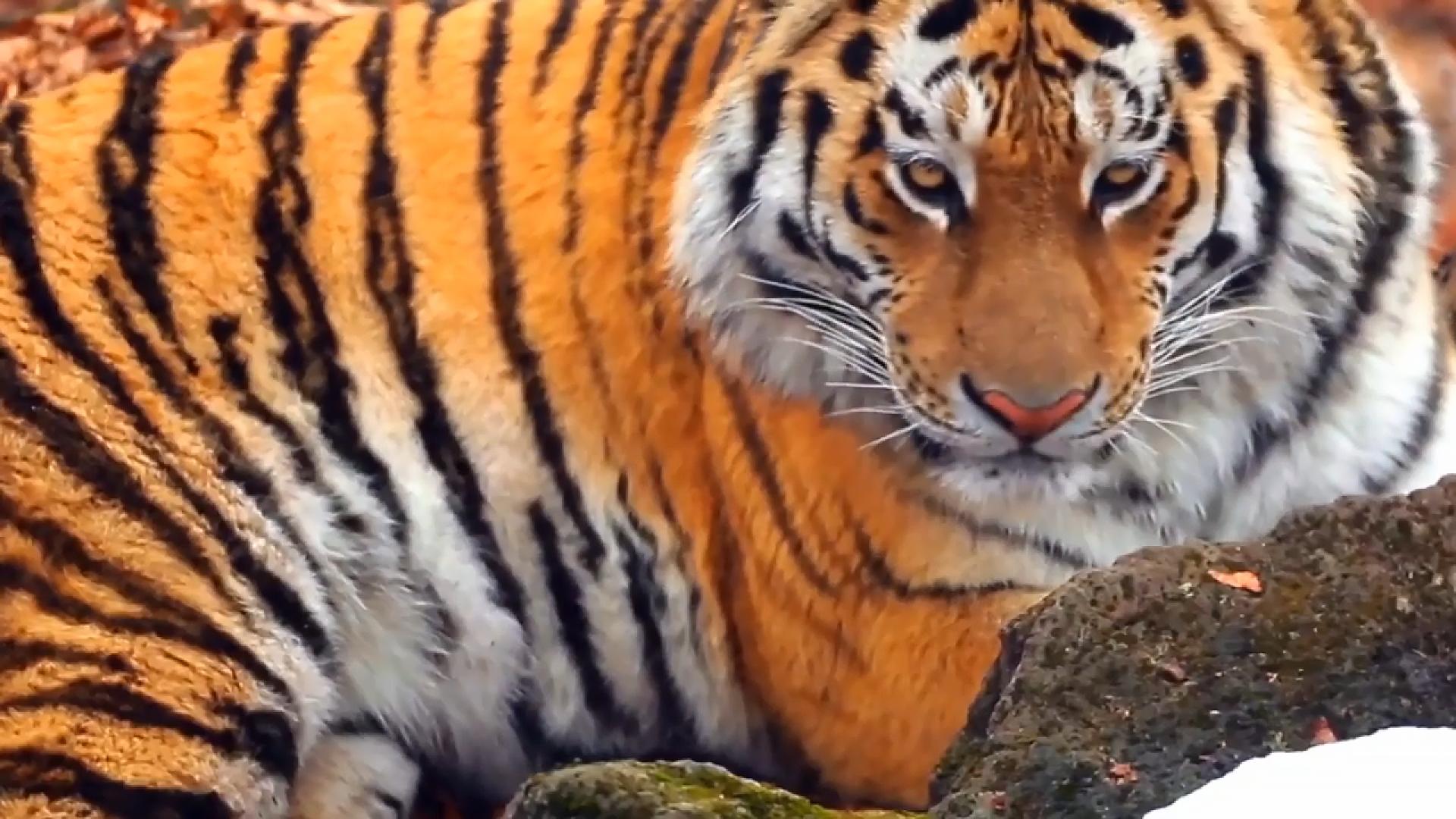 A mutant tiger appeared in Shennongjia, which may be a rare "guoshan ...