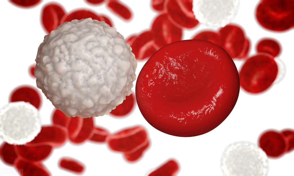 What is the matter with too high white blood cells? - iNEWS