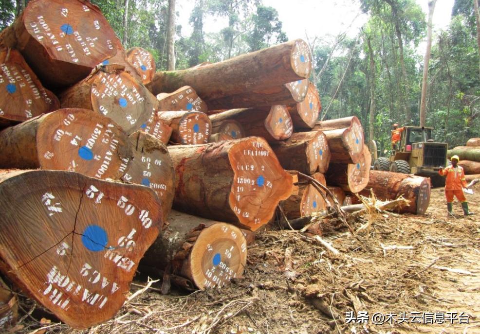 African timber merchants: unable to pass on production costs by raising ...
