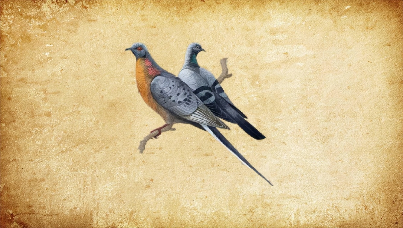 Because of the delicious meat, it was eaten and extinct by humans. It ...