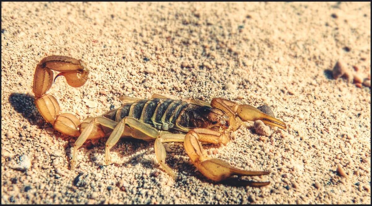 Will trampling a scorpion attract a swarm of scorpions? What are the ...