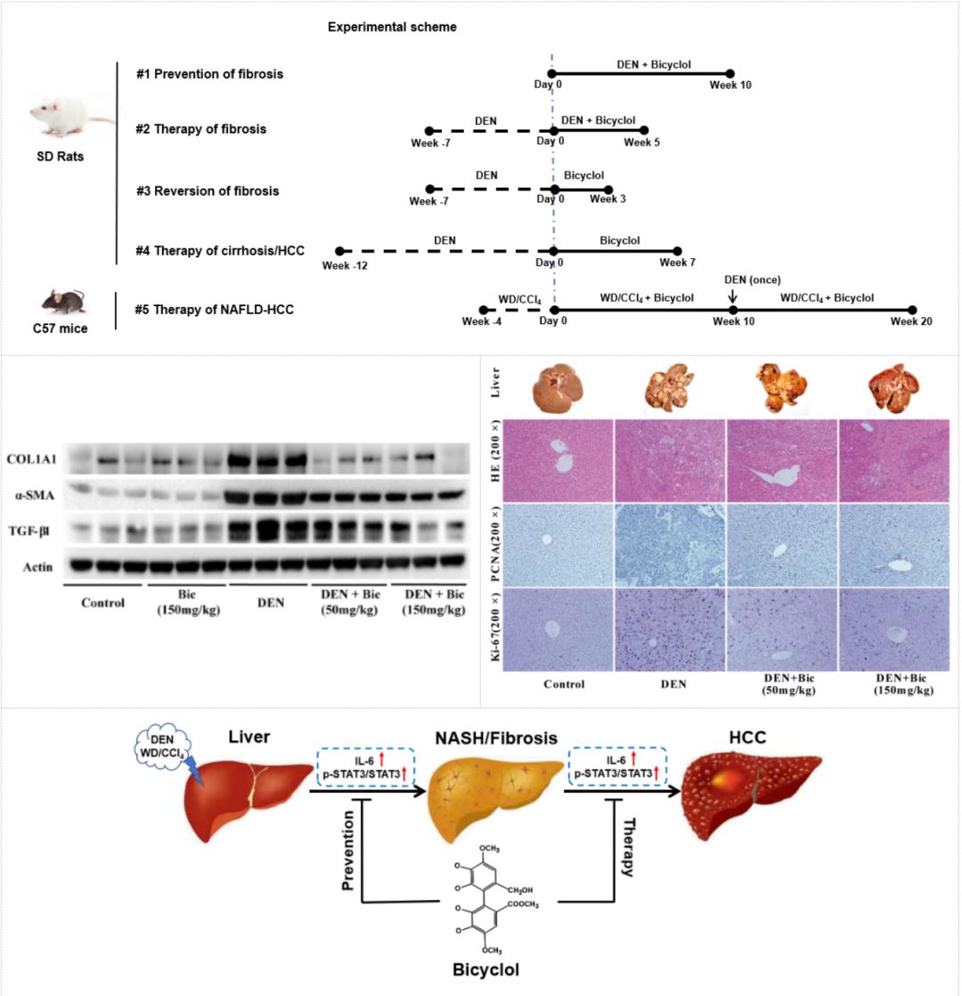 Bicyclol improves advanced liver disease by inhibiting IL-6/STAT3 ...