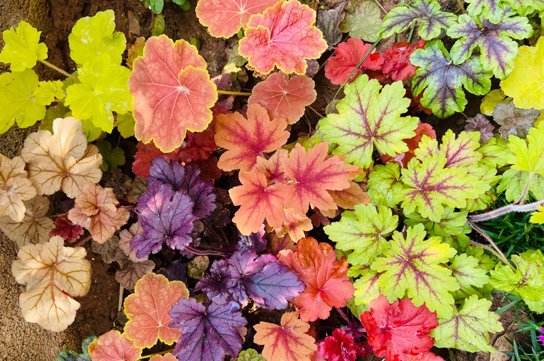 It's just right to use alum root, it can be used for gardening and ...