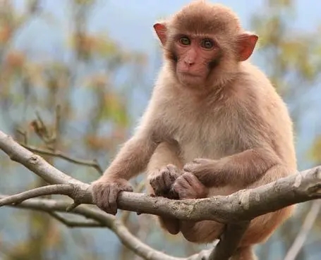 Prosperous birth year of the monkey zodiac: honorable life, many ...