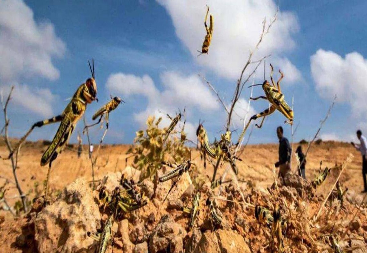 The "locust army" is also afraid of the "chicken team". How strong is ...