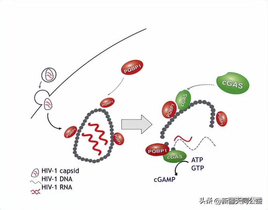 The latest research progress on HIV and AIDS (August 2022) - iNEWS