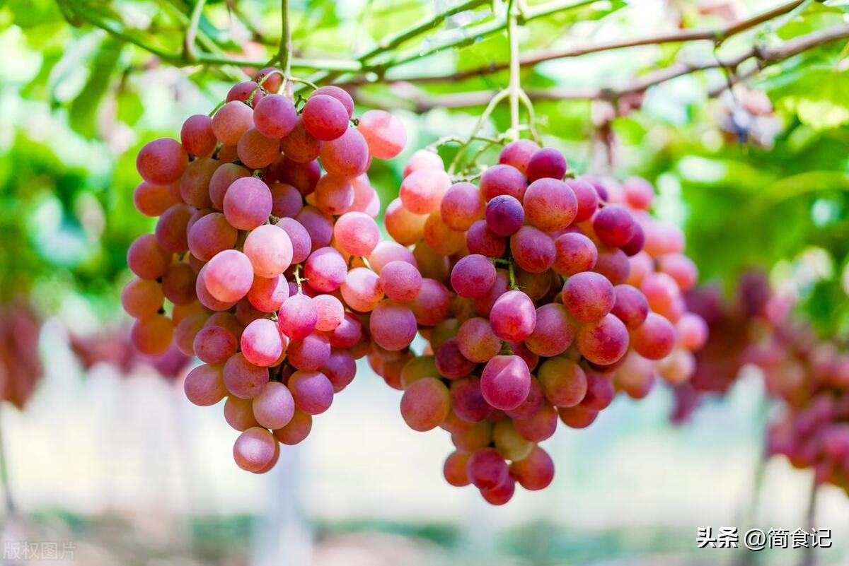 Which grapes are the best in China? After selection, these 6 places are ...