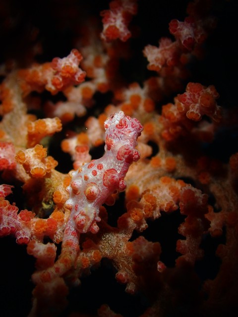 5 most invisible animals in the world - iNEWS