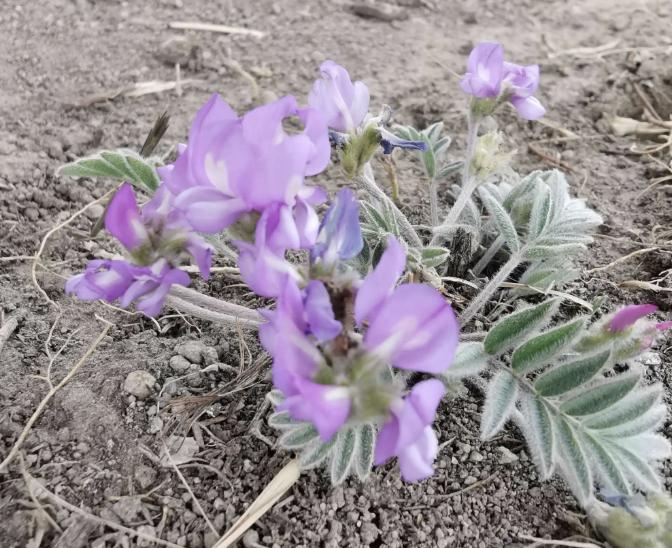 Dig a kind of "sweet diced" in the farmland, plant it in a flowerpot ...
