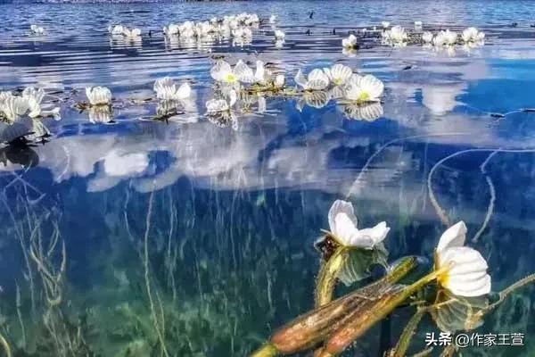 "Water-based poplar flowers" are all beautiful - iNEWS