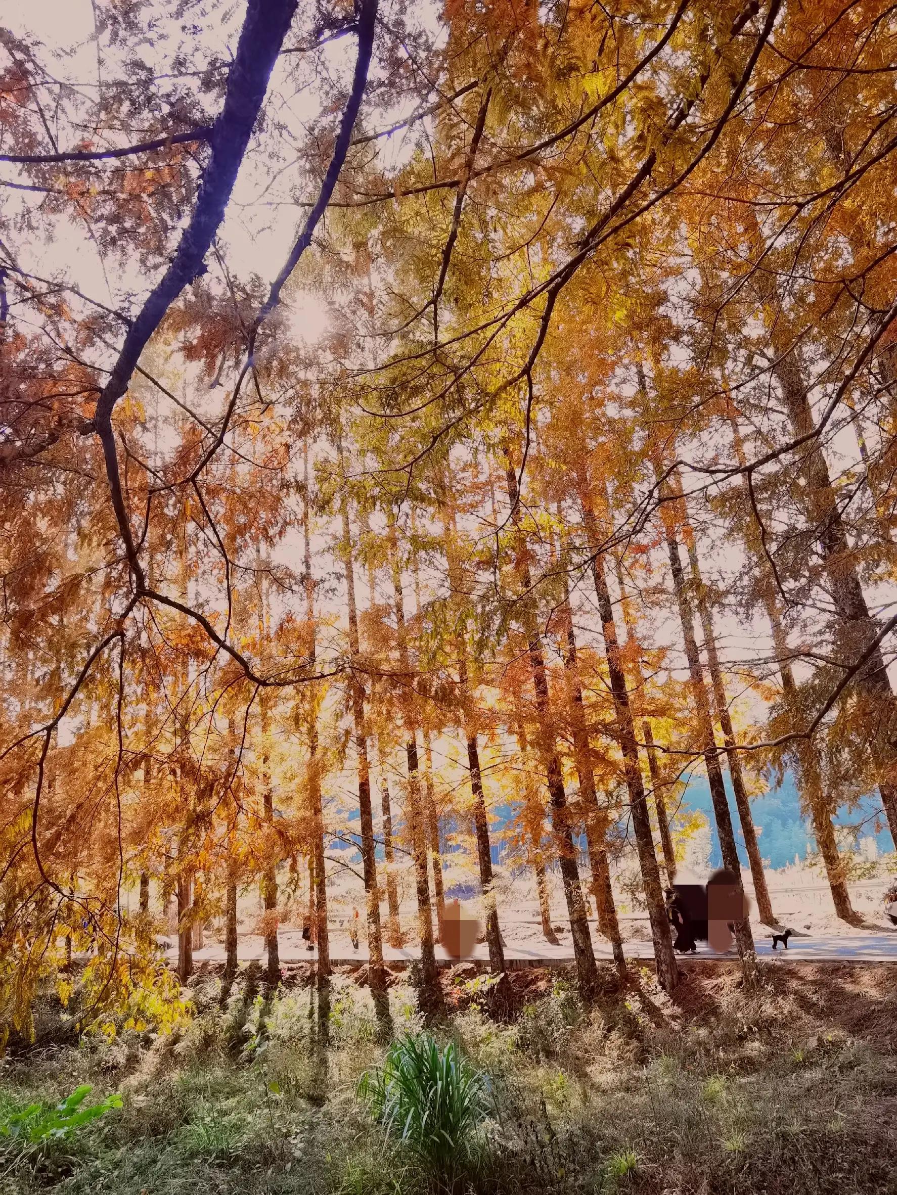 Early winter in Longqi Mountain - iNEWS