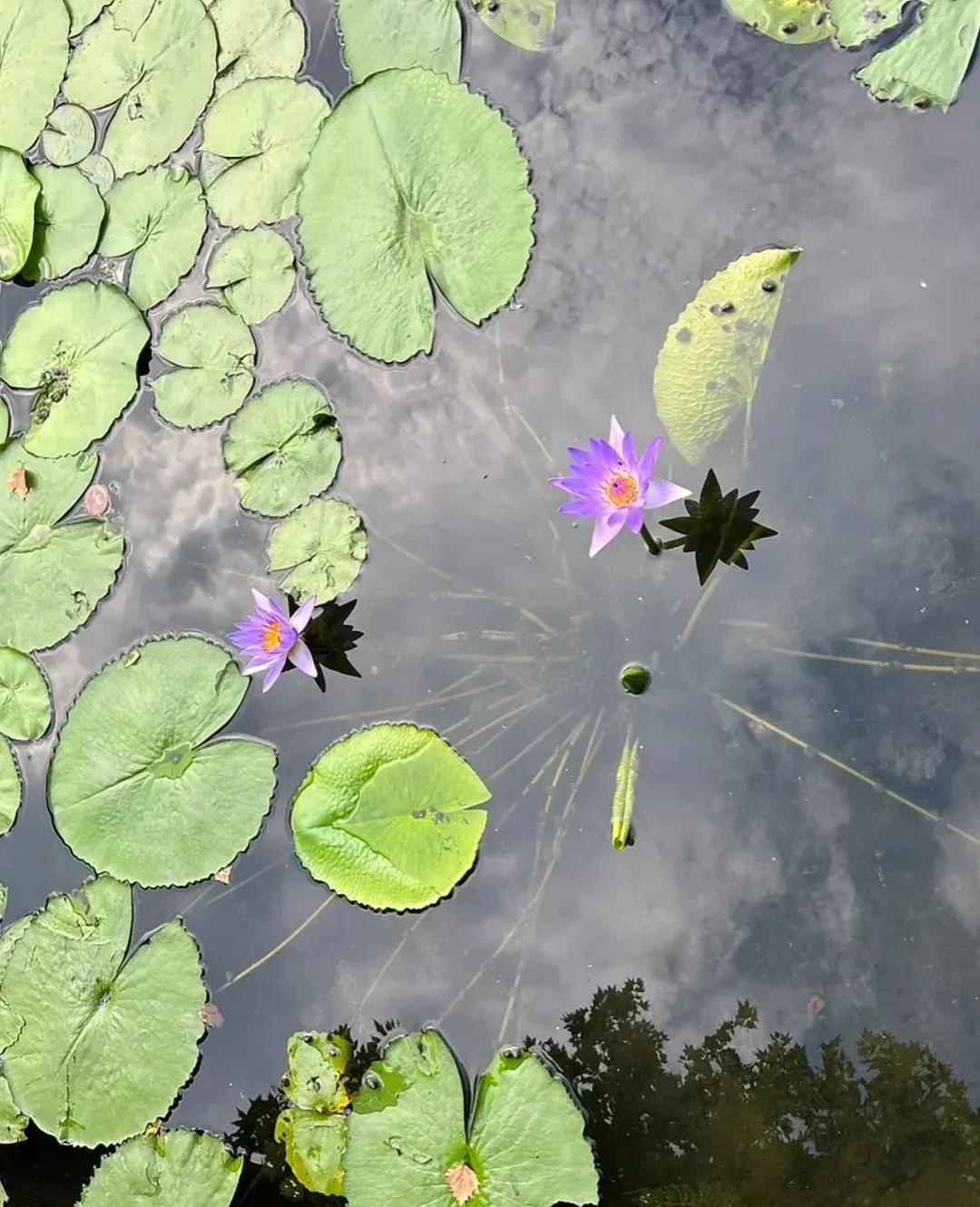 "There are three kinds of unfilial piety, and no descendant is the ...