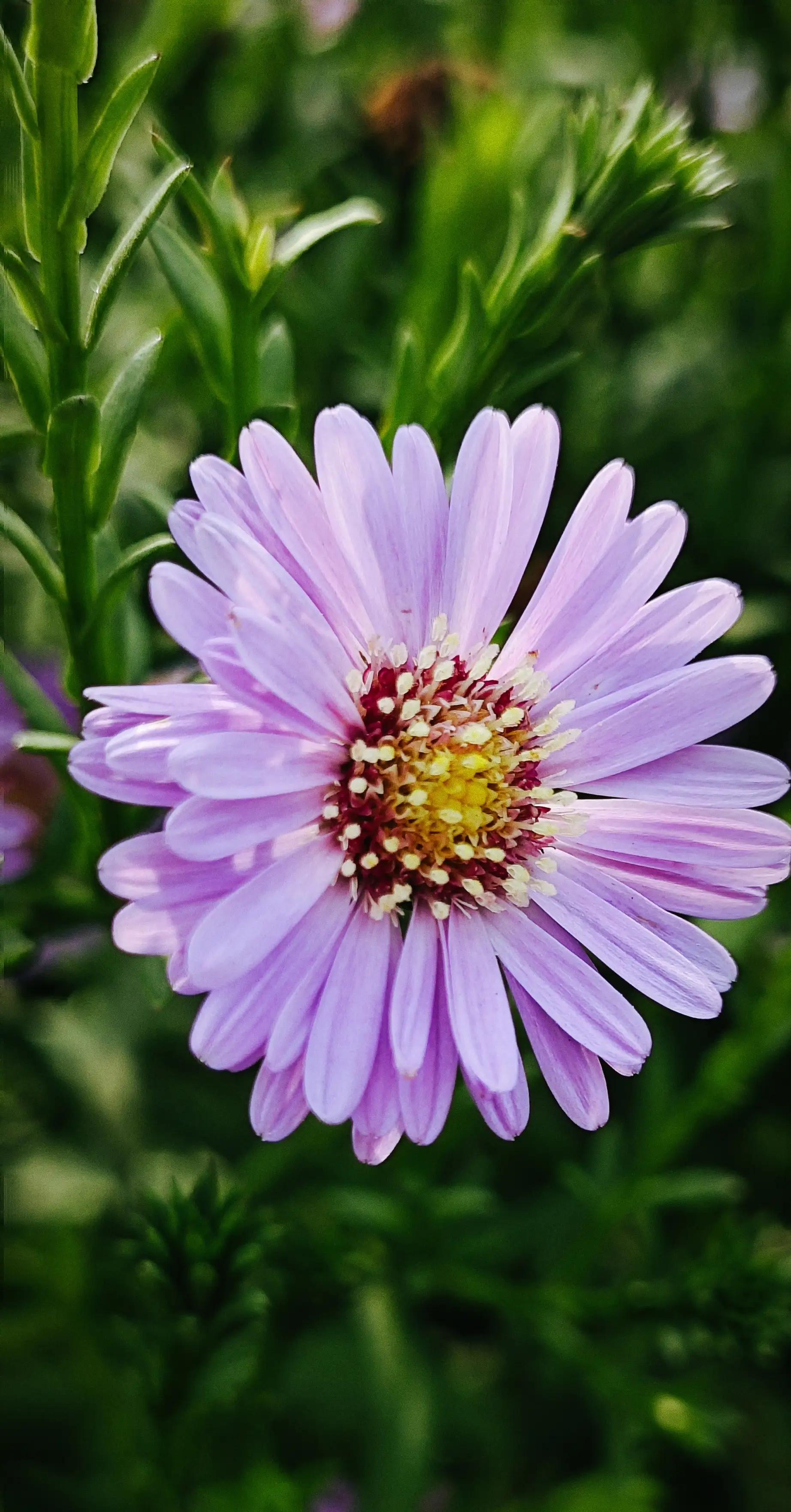 Small purple flowers, beautiful flower shape, bright colors, fresh and ...