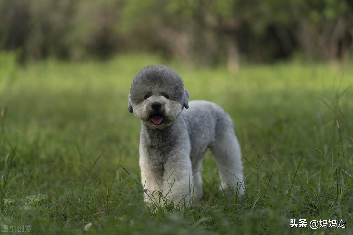 How much is a teddy dog?grey teddy price - iNEWS