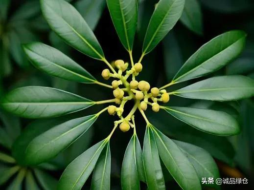 Duck Palm: A Plant That Is As Beautiful As It Is - iMedia