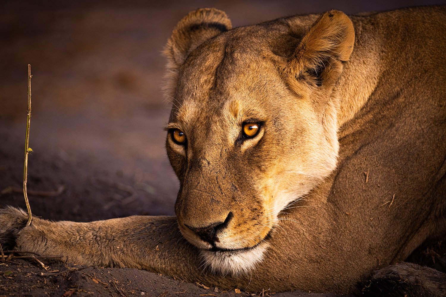 The important role and protected status of the lioness in the lion ...